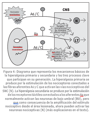 Revista El Dolor - Neuroplasticidad y Dolor